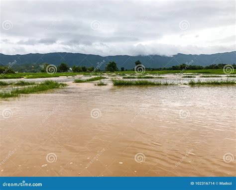 Agriculture Rice Field Flooded Damage Stock Photo Image Of Cloud Damage