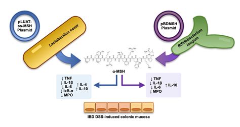 The strategy of α melanocyte stimulating hormone α MSH release at the Download Scientific