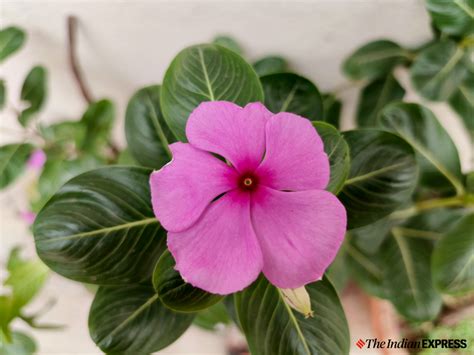 Infinix GT 20 Pro Review A Gaming Phone With Unique Cooling Solution