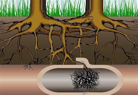 Tree Root Removal • A Rooter Pros Nj