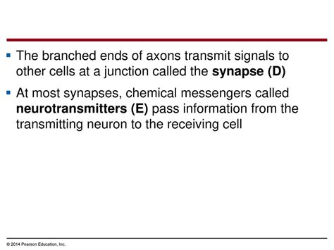 Neurons Synapses And Signaling Ppt Download