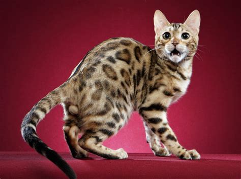 Bengal Breeder Tiny Leopards Bengals Cattery Ohio United States