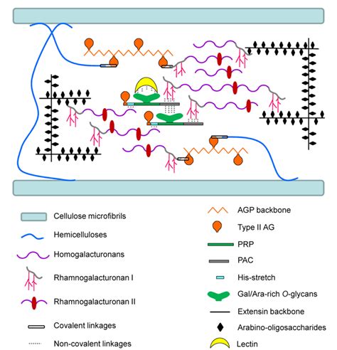 Figure 2 From An Update On Post Translational Modifications Of