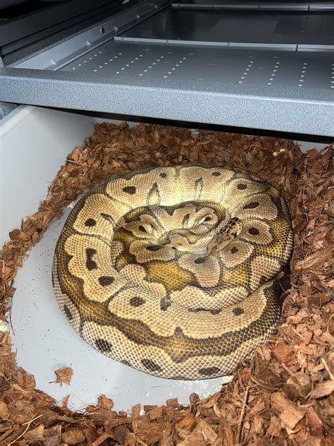 Pastel Clown F2 Ball Python By Jersey Guys Balls Morphmarket