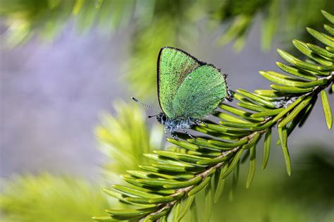 Green Hairstreak Butterfly Insect Free Photo On Pixabay Pixabay