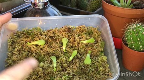 The Quickest Way To Propagate Butterwort Pinguicula Youtube