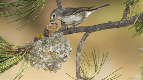 Feeding Birds Wallpapers Wallpaper Cave