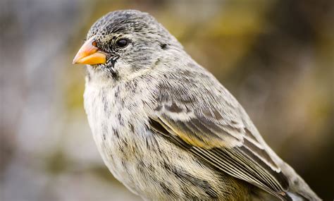 Darwins Finches Face Potential Extinction Inhabitat Green Design