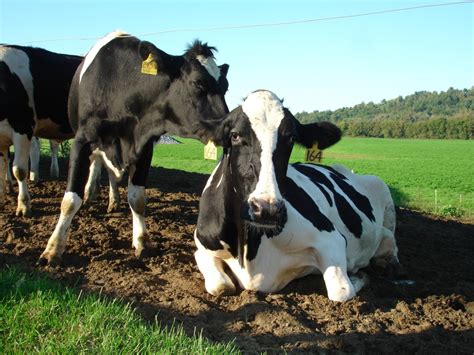 Feeding Behavior In Dairy Cows