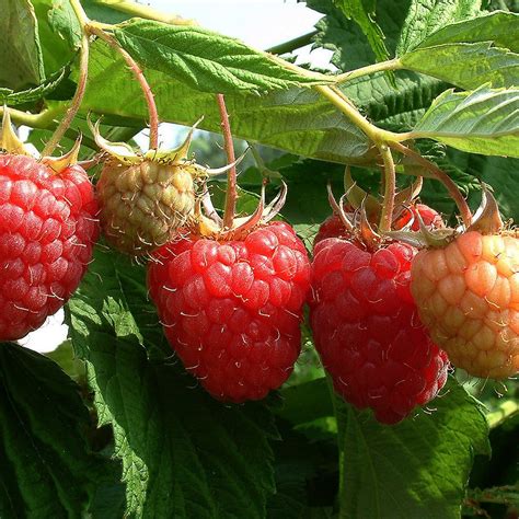 Preorder Raspberry ‘boyne Amsterdam Garden Centre