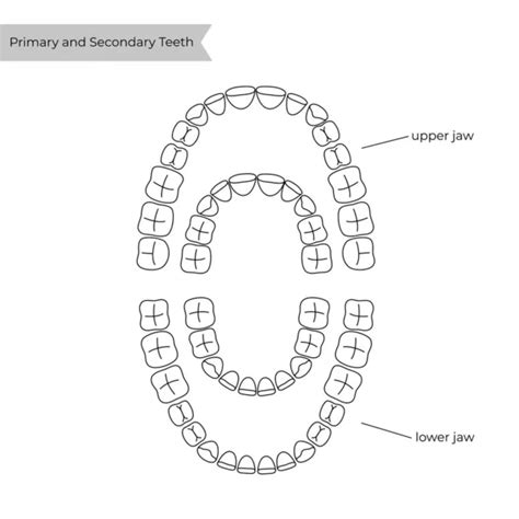 Permanent Teeth Chart Vector Art Stock Images Depositphotos