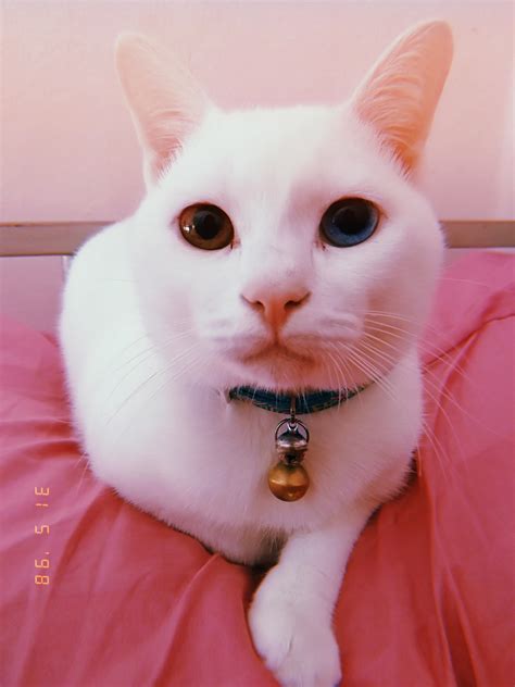 Reddit Meet Zuko Raww
