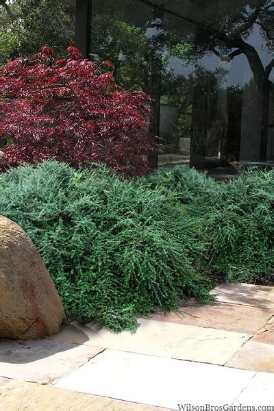 Buy Thyme Leaf Cotoneaster Free Shipping Wilson Bros Gardens 1