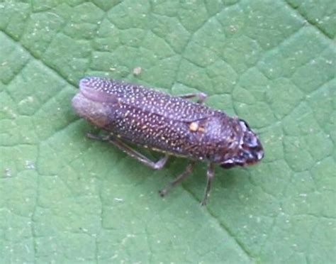 Leafhopper Paraulacizes Irrorata Bugguide Net