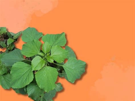 5 Manfaat Daun Tanaman Anting Anting Dan Cara Meraciknya