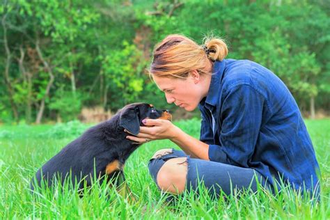 10 Best Rottweiler Rescues For Adoption 2025 Our Top 10 Picks