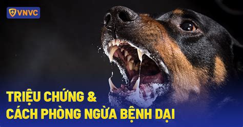 Bệnh Dại Nguyên Nhân Triệu Chứng Và Cách Phòng Ngừa