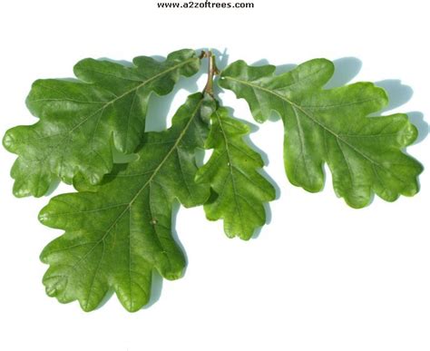 Oak Tree Leaves Identification