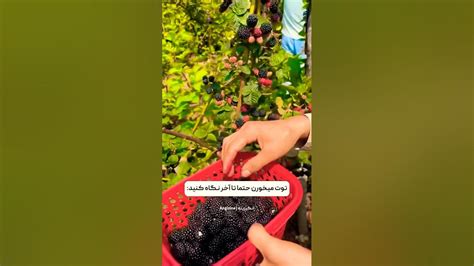 توت کنار خیابون هارو نخورید اکسپلور پیشرفت ترفند انگیزشی آموزش ترند افرادموفق سابسکرایب