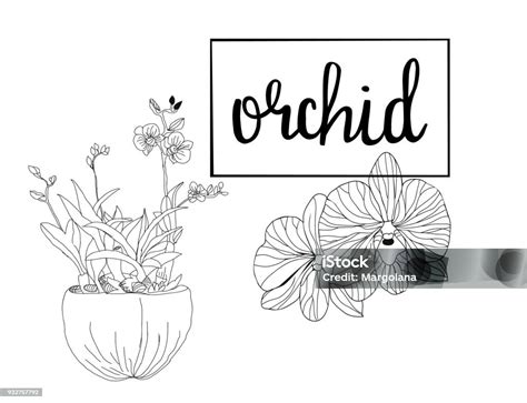 Cách Vẽ Hoa Lan đẹp Lung Linh Trong 5 Bước đơn Giản Hướng Dẫn Cực Kỳ