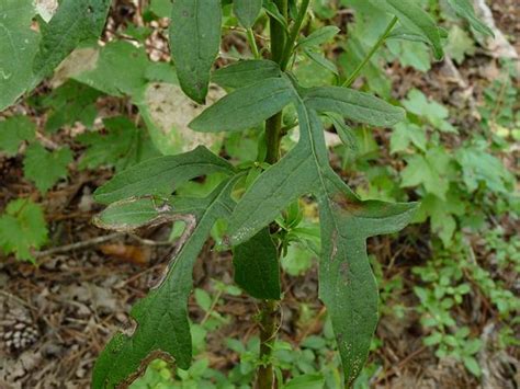 Nabalus Serpentaria Lions Foot Fsus