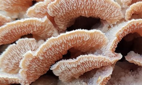 Het Perfecte Plaatje Scouting Manitoba