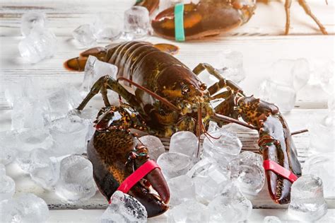 Premium Photo Raw Lobsters And Ice Cubes Lobsters With Tied Claws