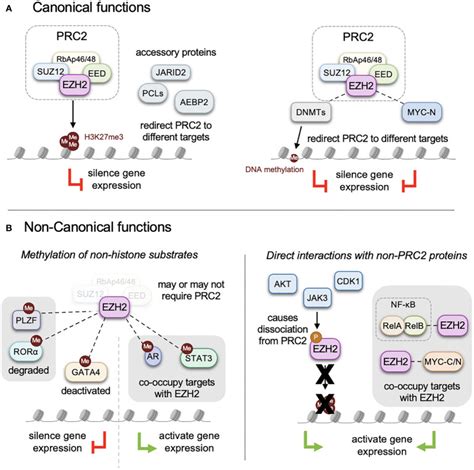 Non Canonical Functions Of Ezh2 In Cancer Pmc