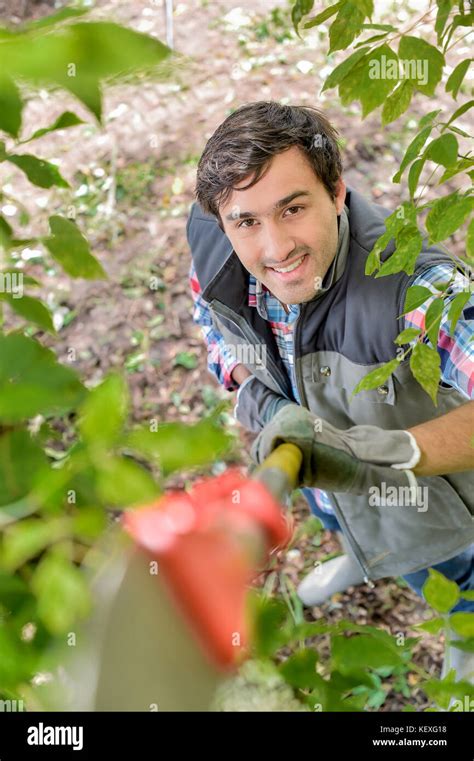 Man Trimming A Tree Stock Photo Alamy