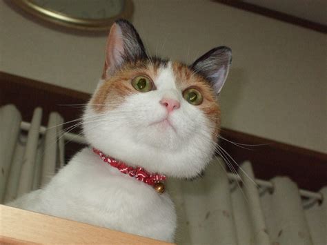 Calico Cat Data Domestic Free Photo On Pixabay Pixabay