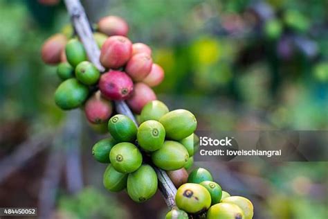 Biji Kopi Di Pohon Kopi Foto Stok Unduh Gambar Sekarang 2015 Alam