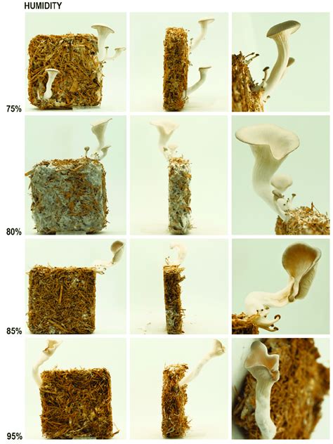 The Results Of The Humidity Experiment Front Column 1 Side Column
