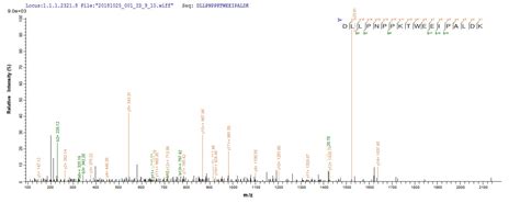 Recombinant Escherichia Coli Maltose Binding Periplasmic Protein Male