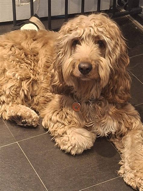 Milo Sa5080 Cocker Spaniel Cockerpoo Chip Says Cocker Yateley Hampshire England Spaniel