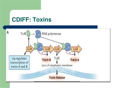 Ppt Nosocomial Infections Powerpoint Presentation Free Download Id