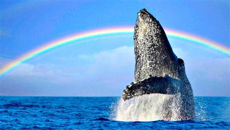Símbolos Mitos y Arquetipos La Ballena