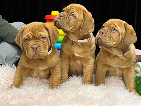 Dogue De Bordeaux Puppies For Sale