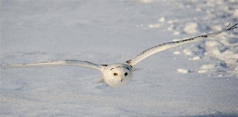 Silent Flights How Owls Could Help Make Wind Turbines And Planes