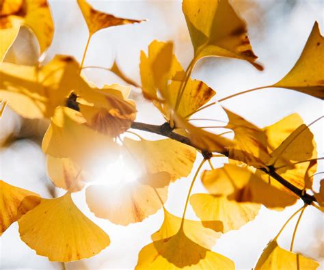 How To Grow A Ginkgo Tree Expert Advice From A Gardener Homes And