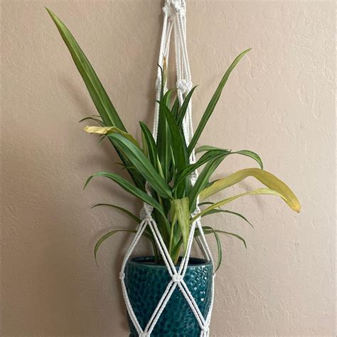 Common Aglaonema Cutlass Problems