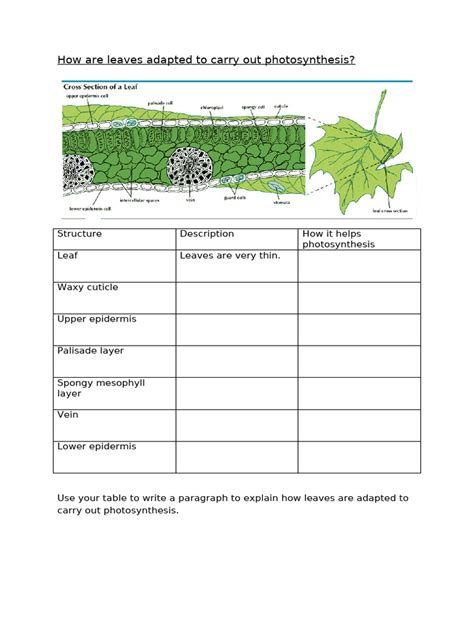 Leaf Adaptations Pdf