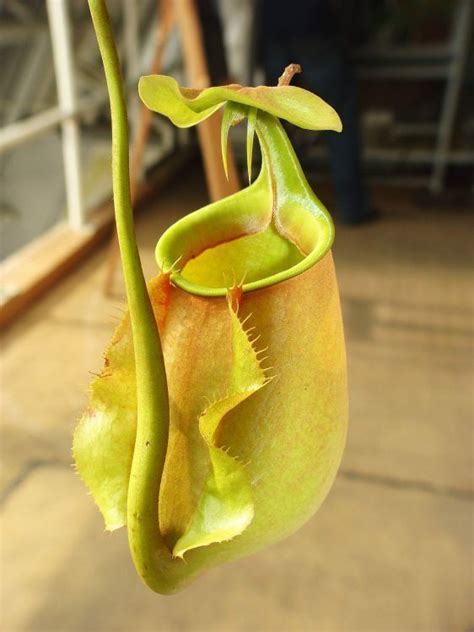 Nepenthes Bicalcarata Alchetron The Free Social Encyclopedia