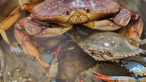 Why Are Crabs Cooked Alive Why Are Crustaceans Often Boiled Alive