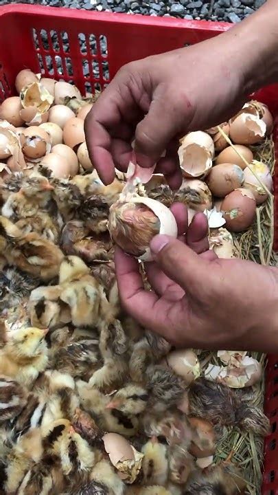 Giải Cứu Chú Gà Yêu Khó Tách Vỏ Funny Cute Shorts Viralshort