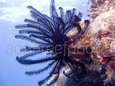 Comanthina Nobilis 01 « Aqua Reef Photo Marine Photo Database And Resource