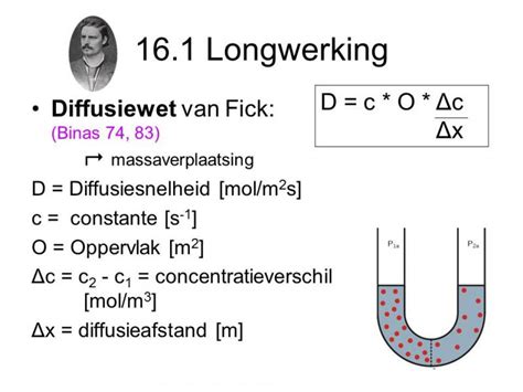 Ademhalingsstelsel Longen Menselijk Lichaam Onderwerpen Cscbiologie