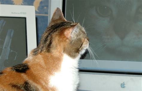 GitHub Lateralblast Kvm Nvidia Passthrough Nvidia GPGPU Pass Through