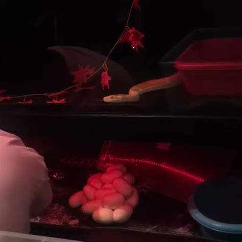 Burmese Python Eggs Youtube