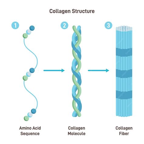 Estructura Del Colágeno La Cadena De Secuencia De Aminoácidos Forma