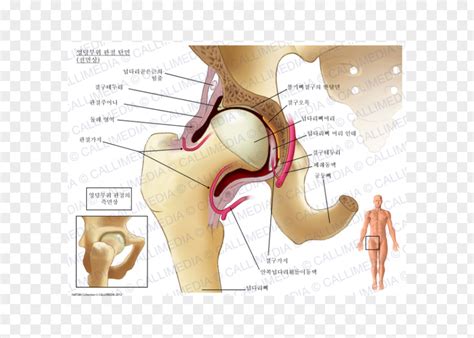 Rectus Femoris Function Anatomy Hip Bone Pelvis Muscles Of The Png Image Pnghero